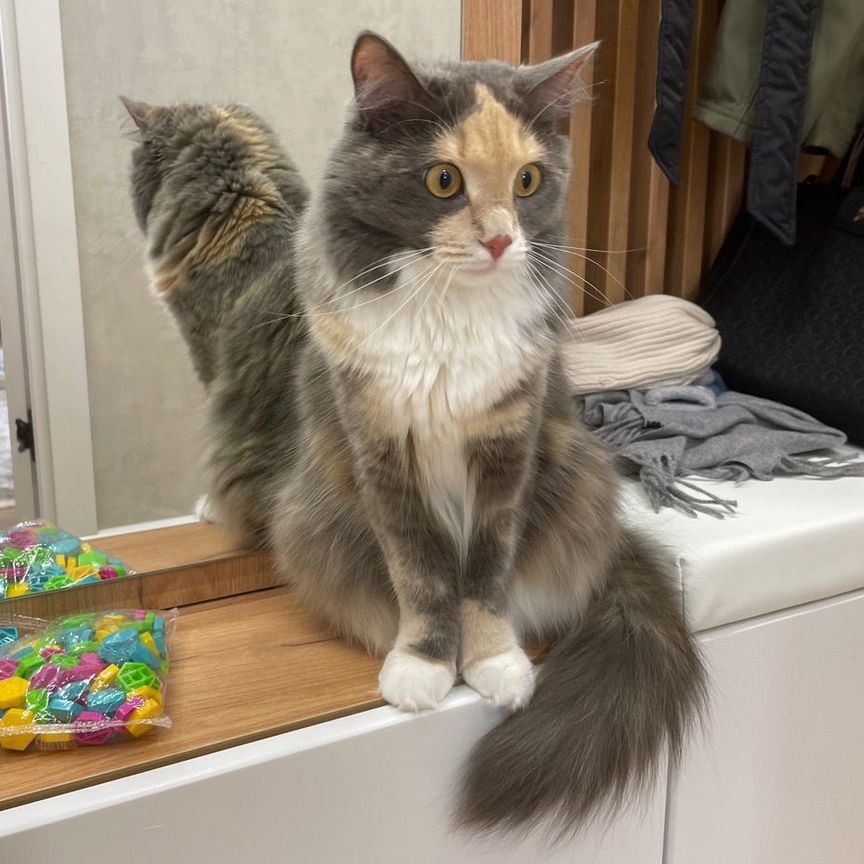 Взрослая, кошка в добрые руки