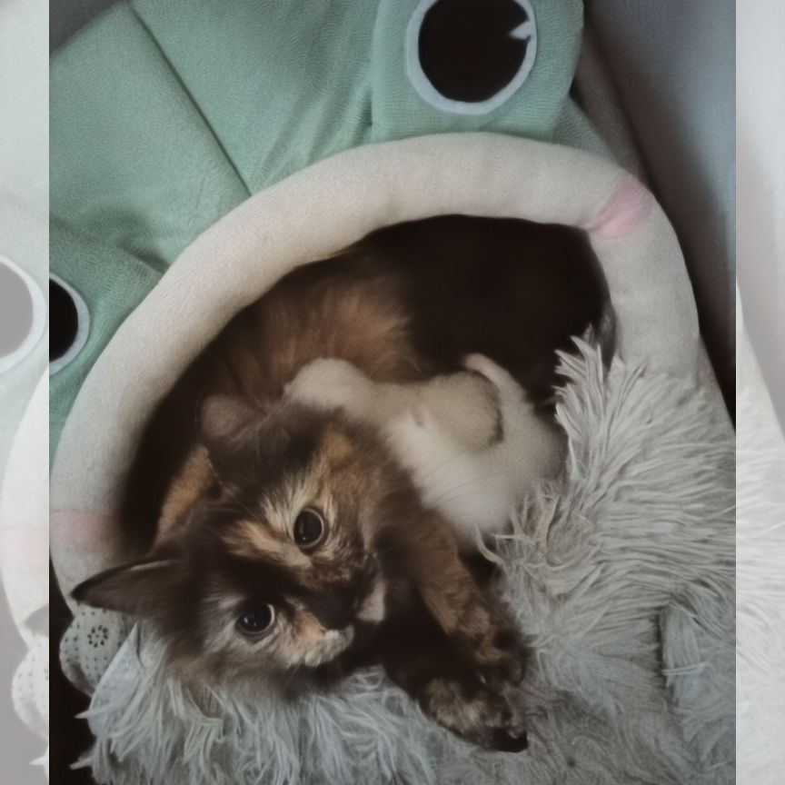 Котёнок от частного владельца