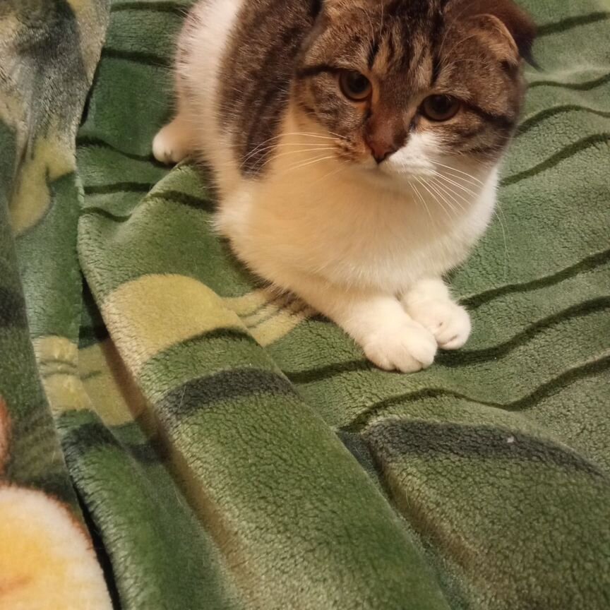Вислоухая кошечка