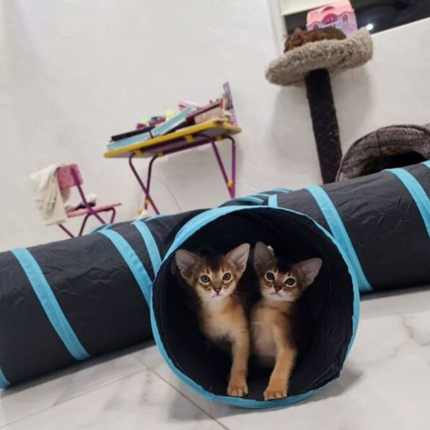 Абиссинские котята