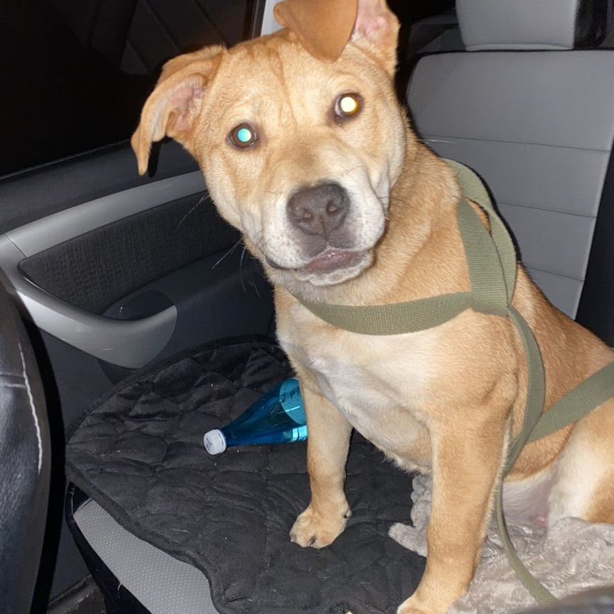 Американский стаффордширский терьер, щенок