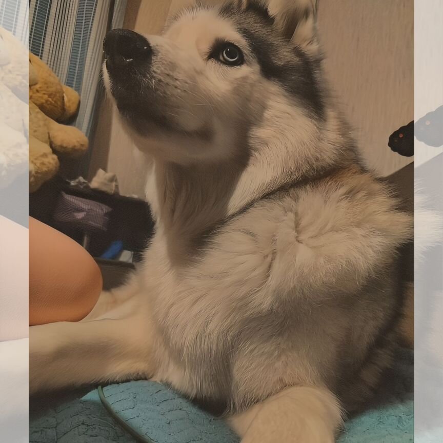 Аляскинский хаски, взрослый пёс