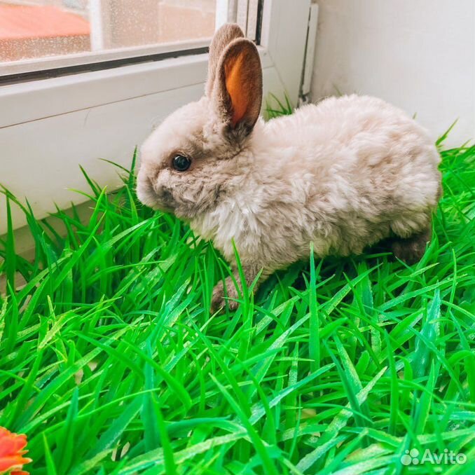 Кролик - карликовый рекс