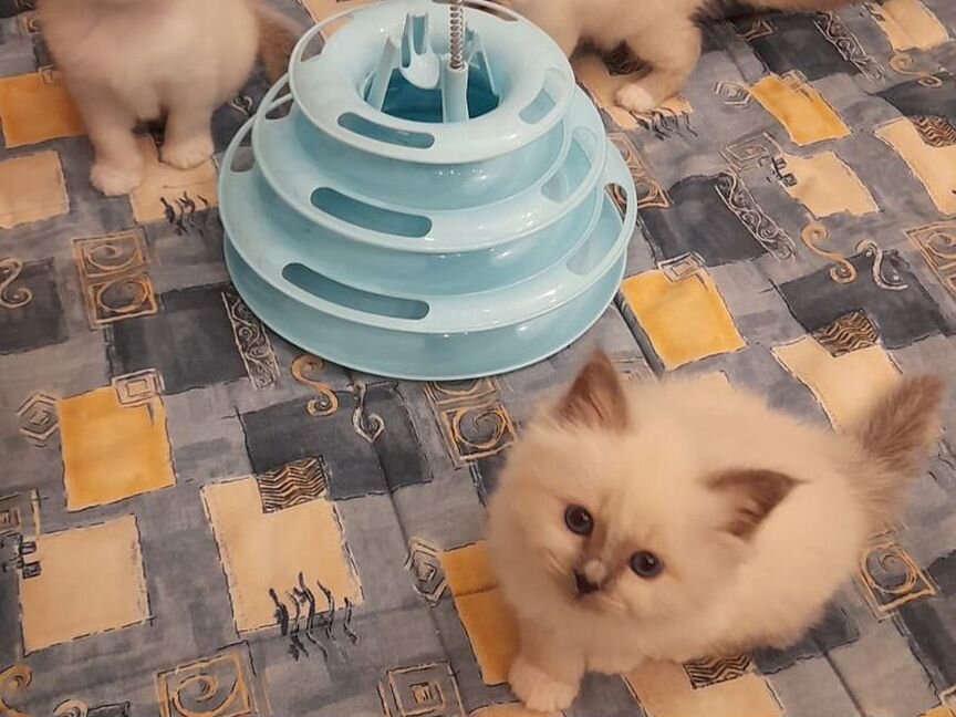 Котята редкой породы