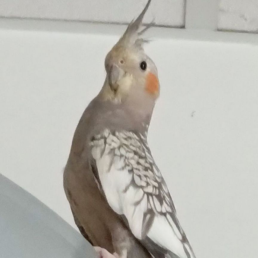 Попугай корелла птенец