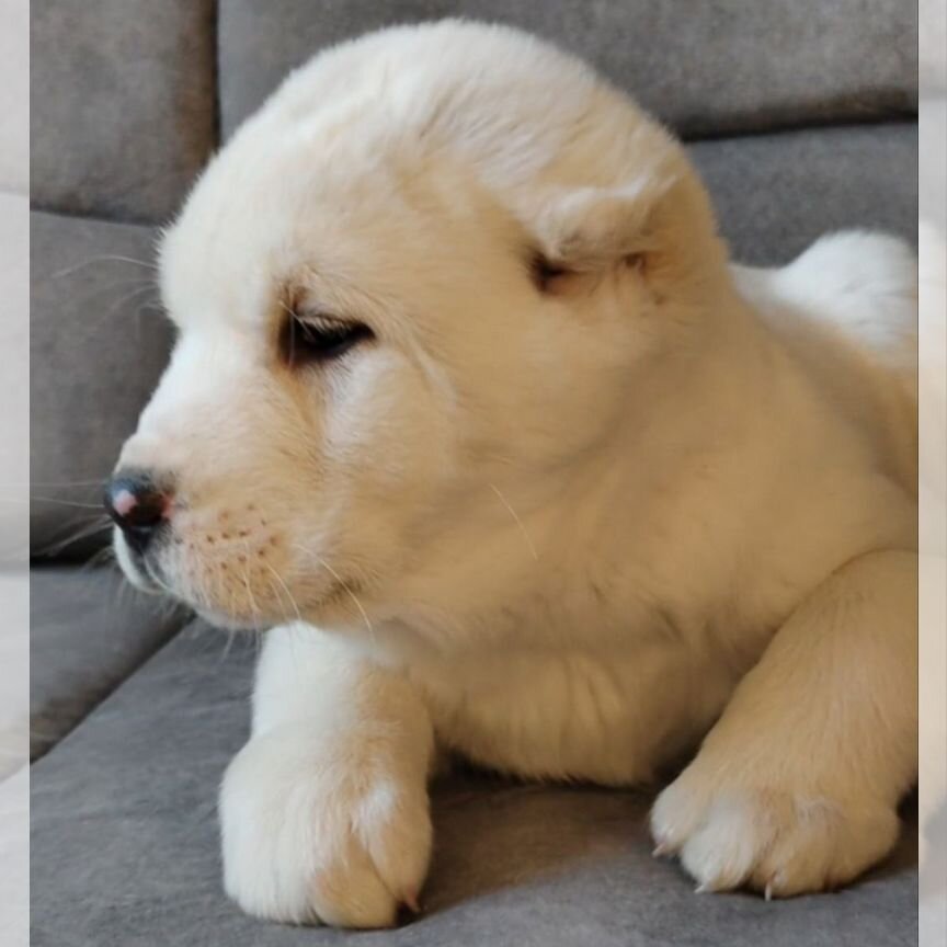 Среднеазиатская овчарка, щенок