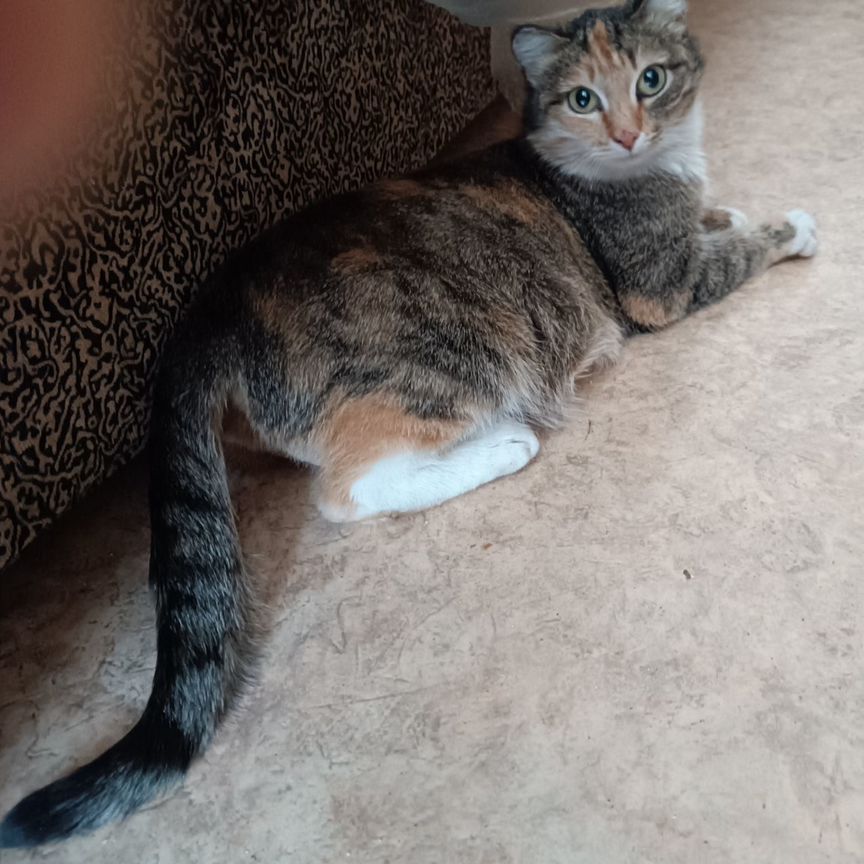 Взрослая, кошка в добрые руки