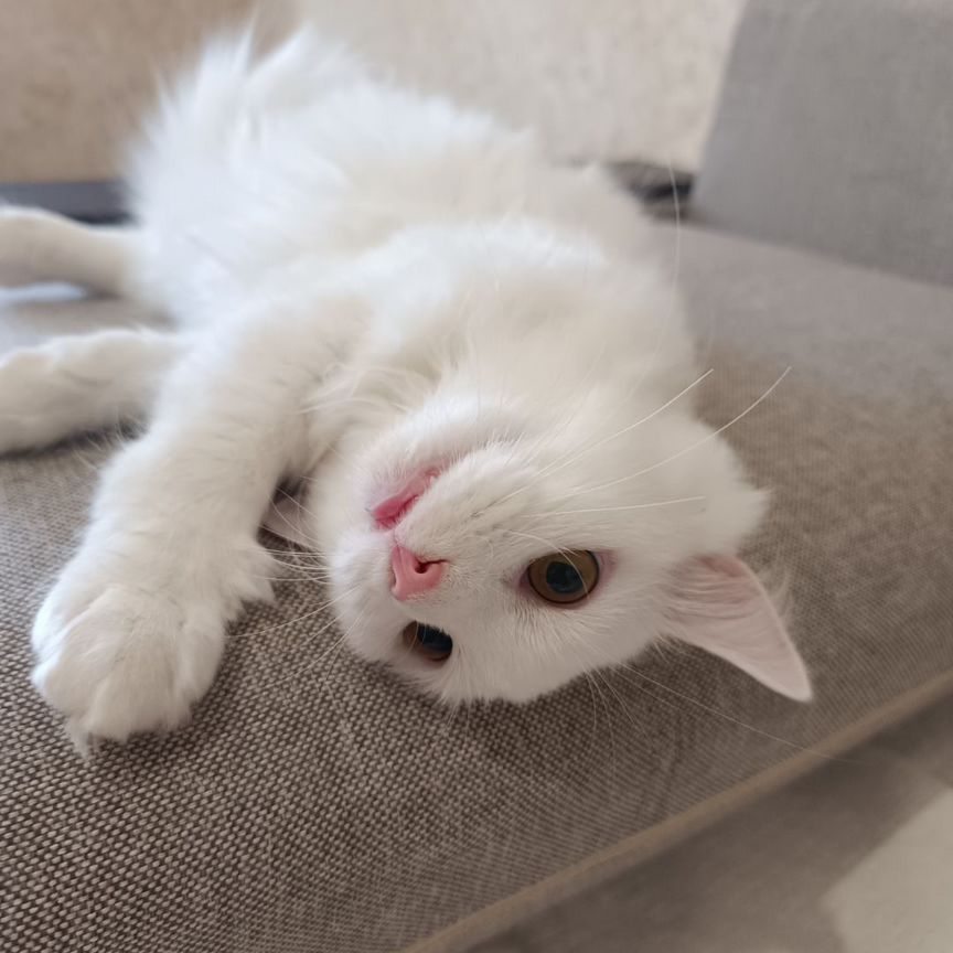 Кот в добрые руки