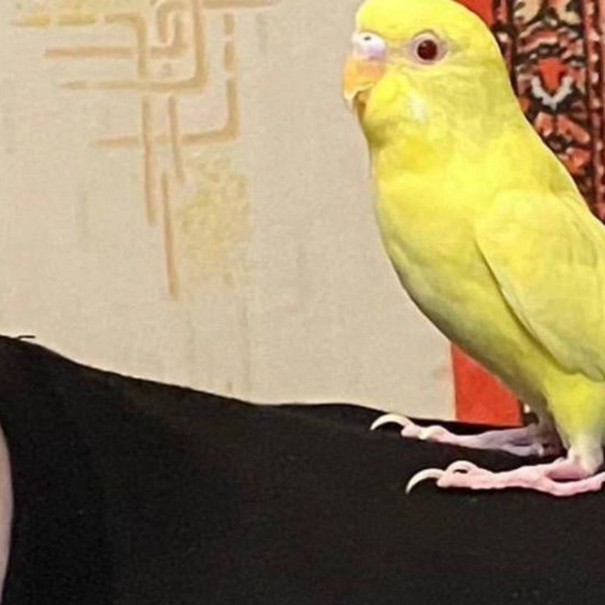 Волнистый попугай мальчик