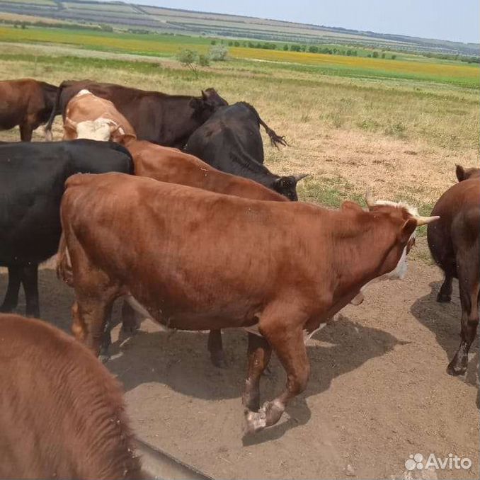 Бычки, быки