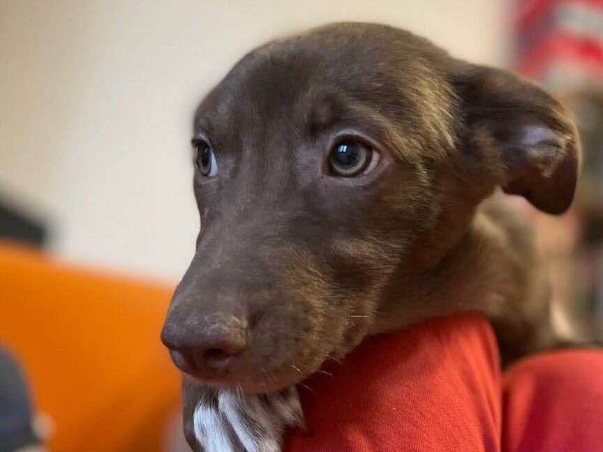 Щеночки в добрые руки