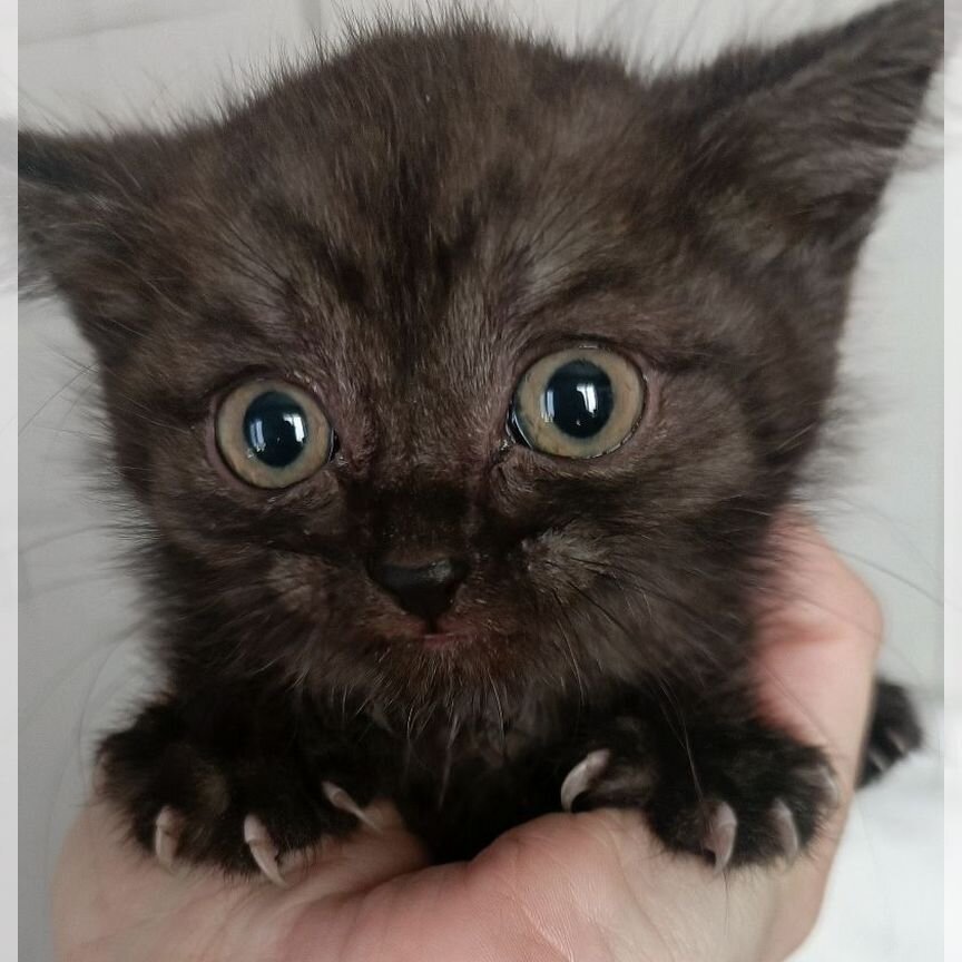 Котёнок в добрые руки