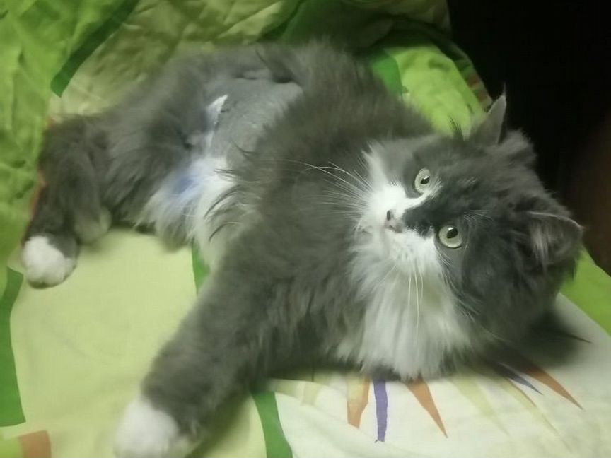 Красивая кошечка в поисках дома