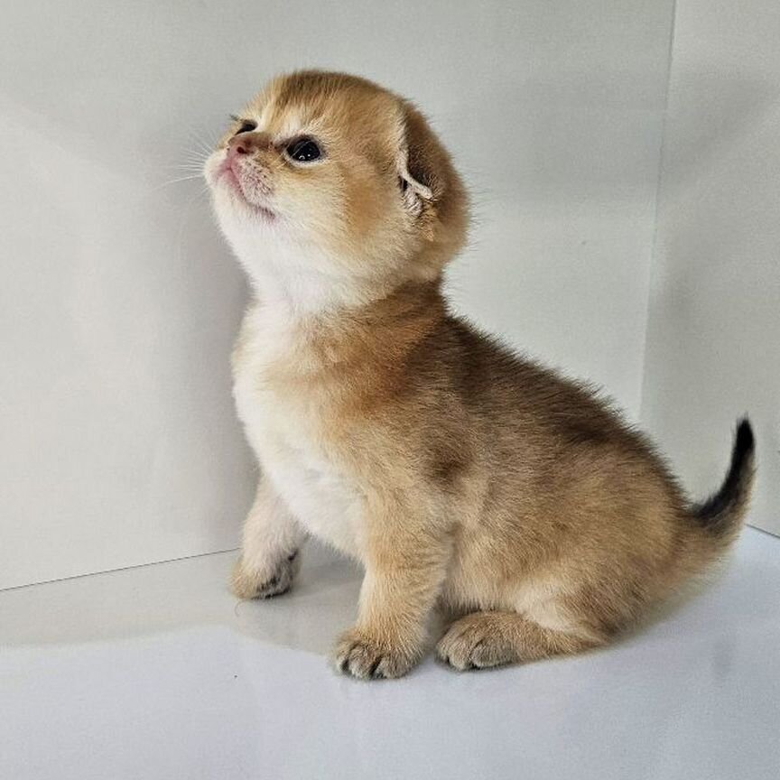 Шотландские котята золотые шиншиллы