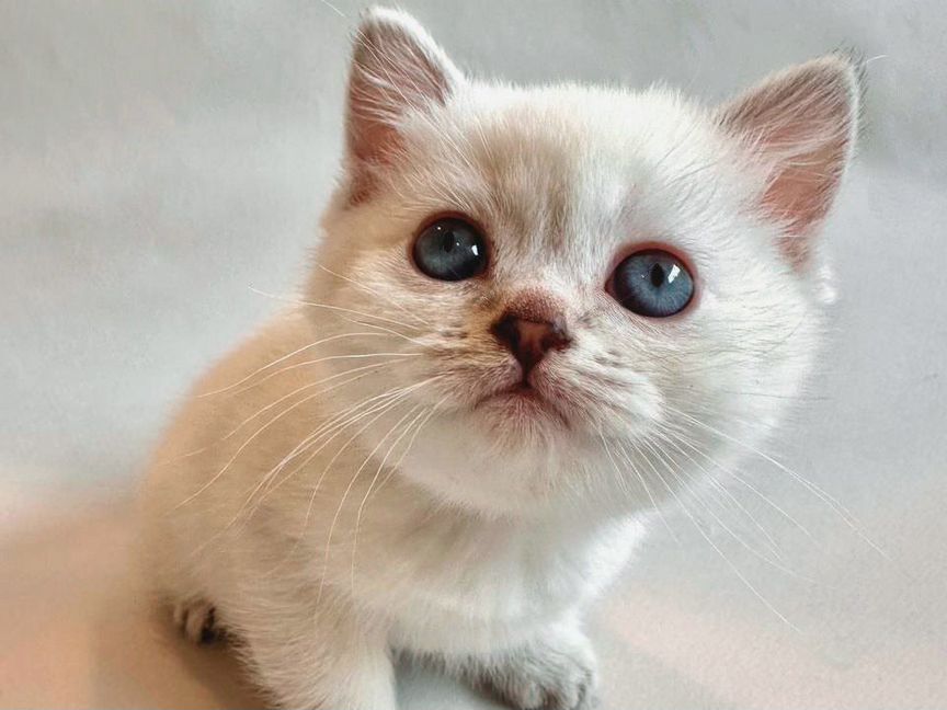 Шотландская кошечка шиншилла беби фейс мини