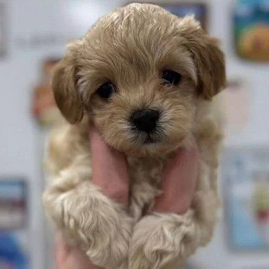 Мальтипу, щенок