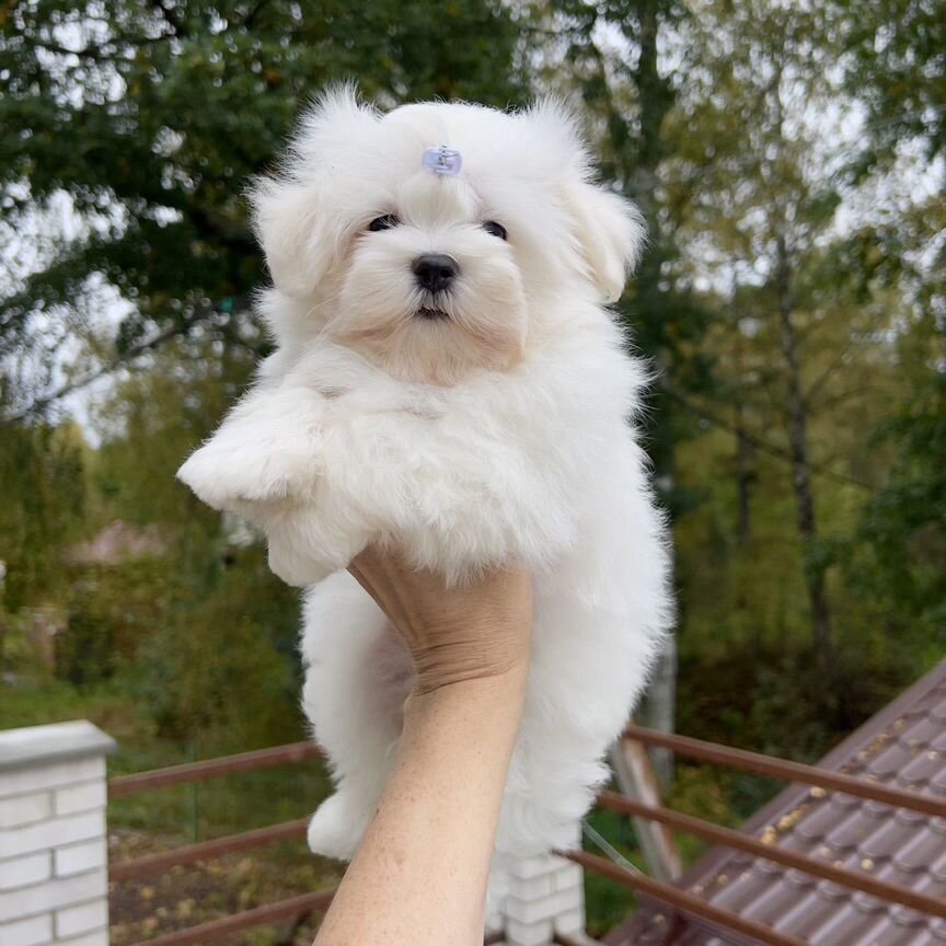 Маленький мальчик мальтезе