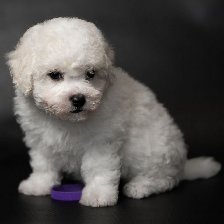Бишон фризе, щенок