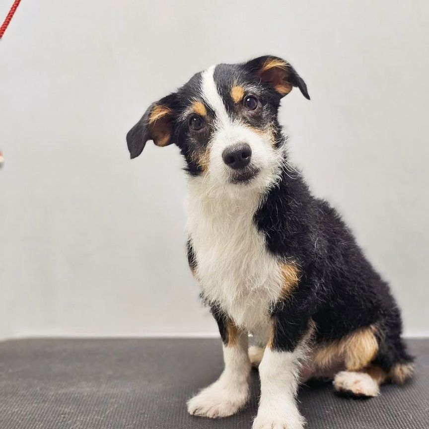 Джек рассел в добрые руки