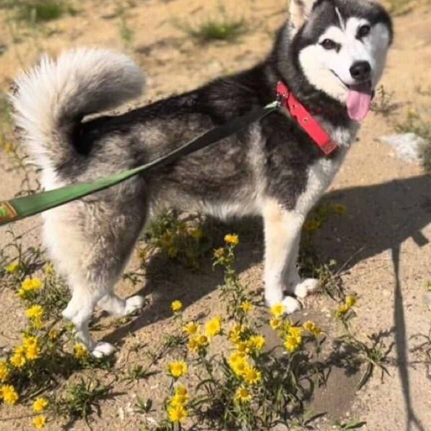 Собака сибирский хаски