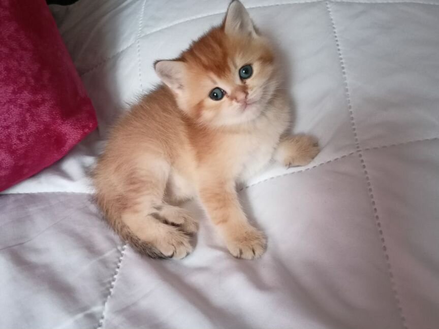 Золотые котята британские шиншилы тикированные