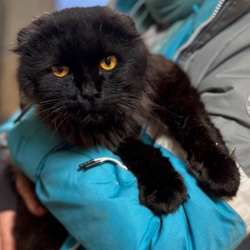 Взрослый кот в добрые руки