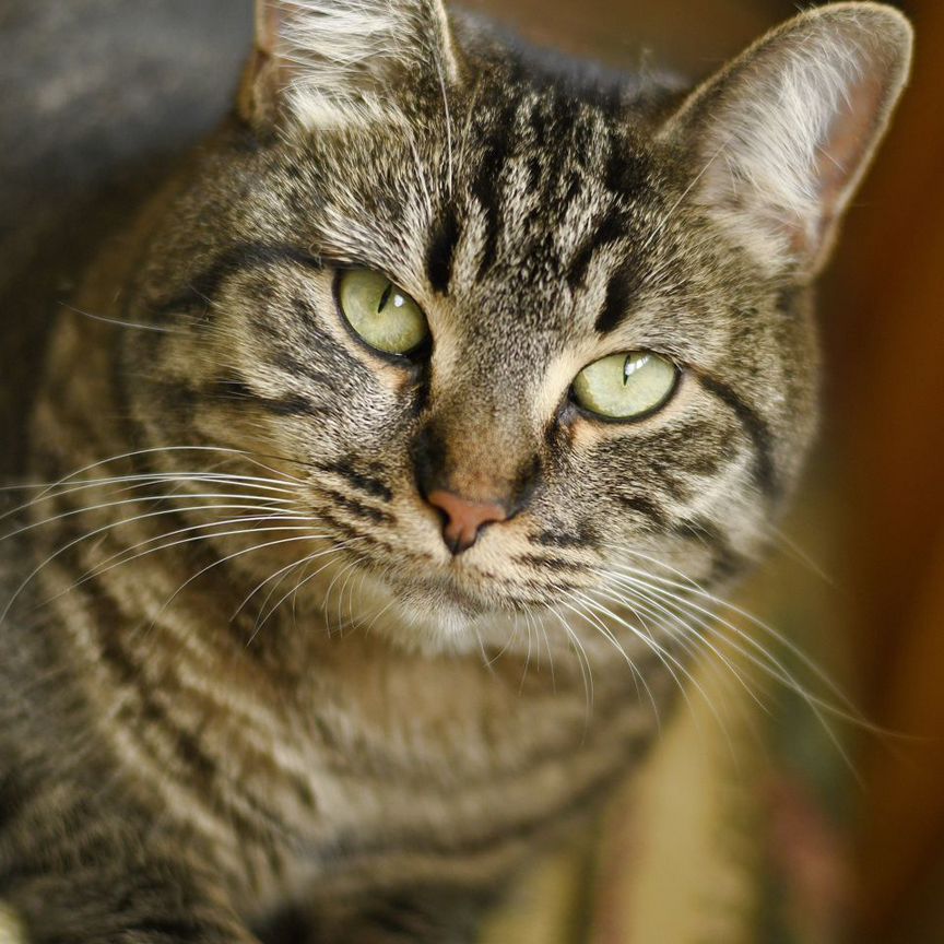 Кошка Сонька ждет семью