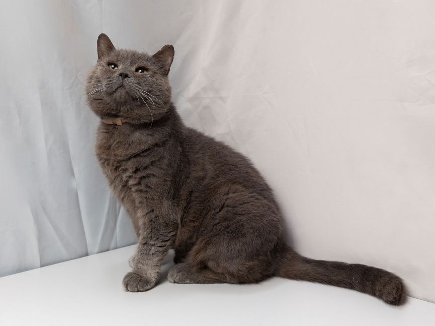 Тимону нужен дом