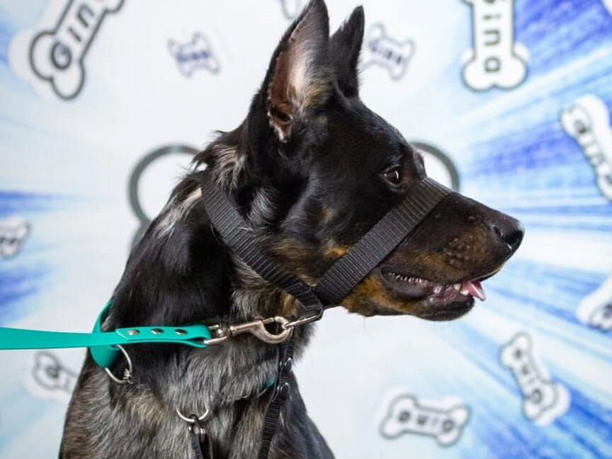 Недоуздок для собак (халти)