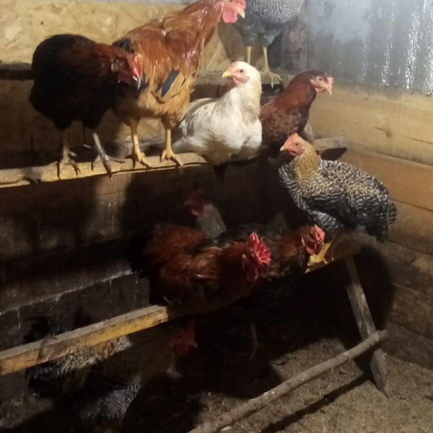 Куры петухи