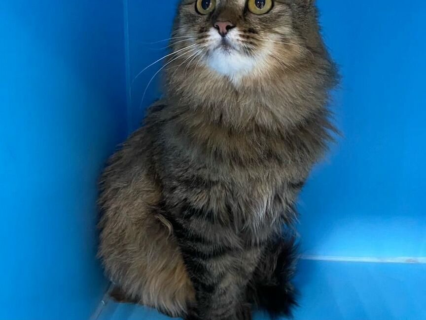 Ласковой молодой кошечке Царице грозит улица