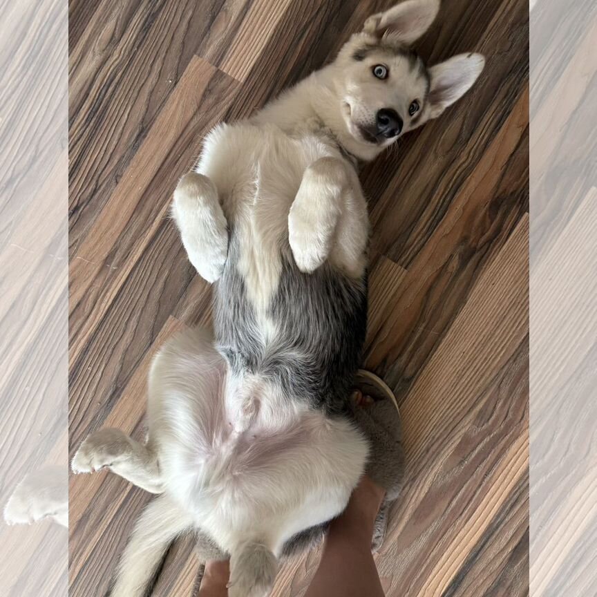 Сибирский хаски, щенок