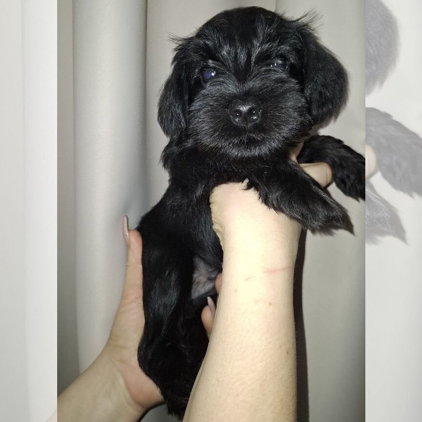 Цвергшнауцер, щенок