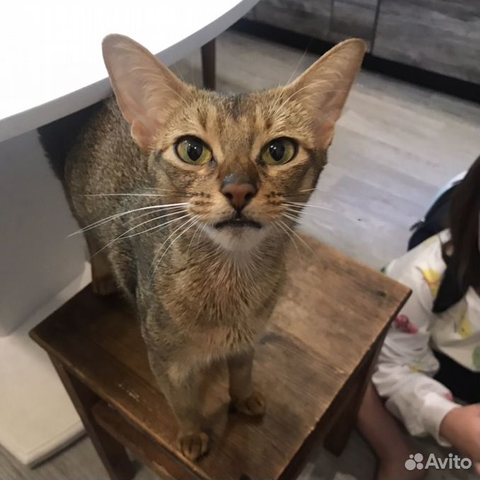 Абесинские котята