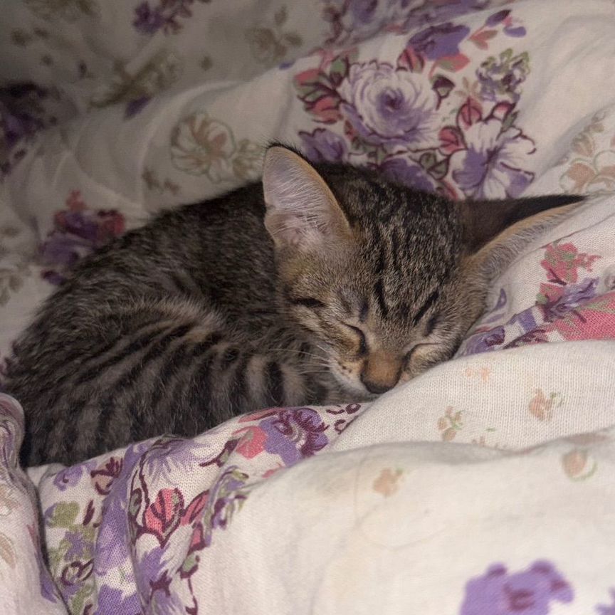 Сибирский котёнок