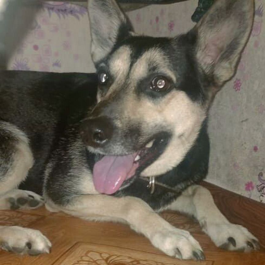 Отдам собаку в добрые руки в свой дом бесплатно