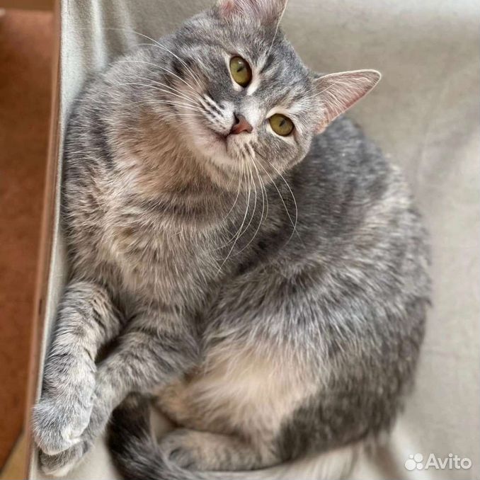 Кошка Лаванда