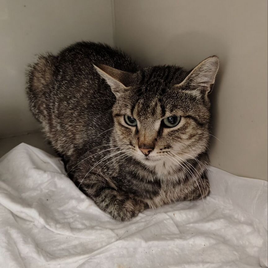 Дайте шанс котику не вернуться снова на улицу