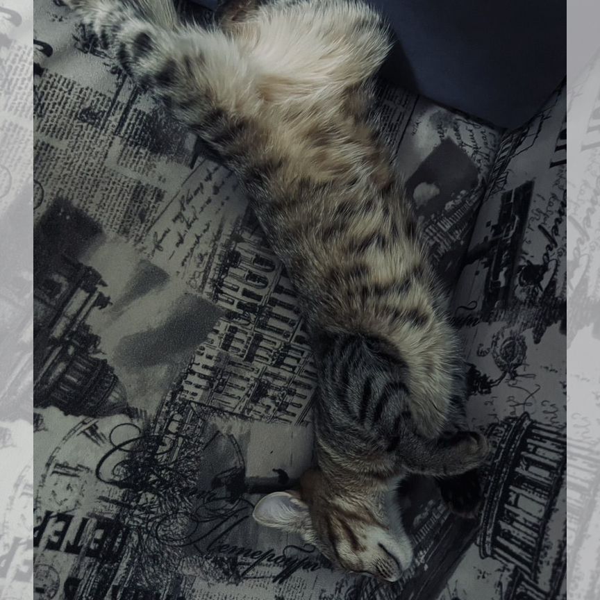 Котёнок в добрые руки