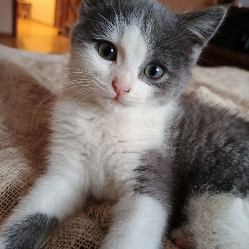 Котёнок в добрые руки