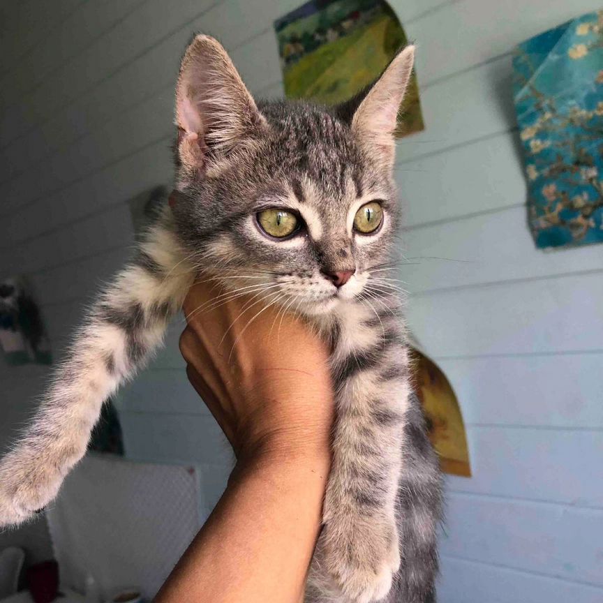Котенок мальчик