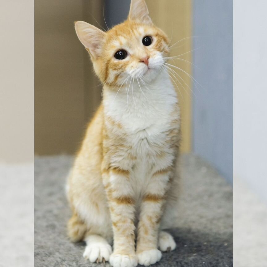Котёнок в добрые руки