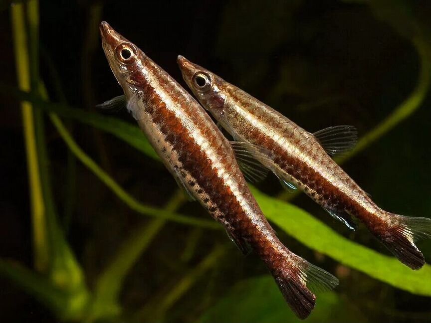 Пецилобрикон (разведение Россия)