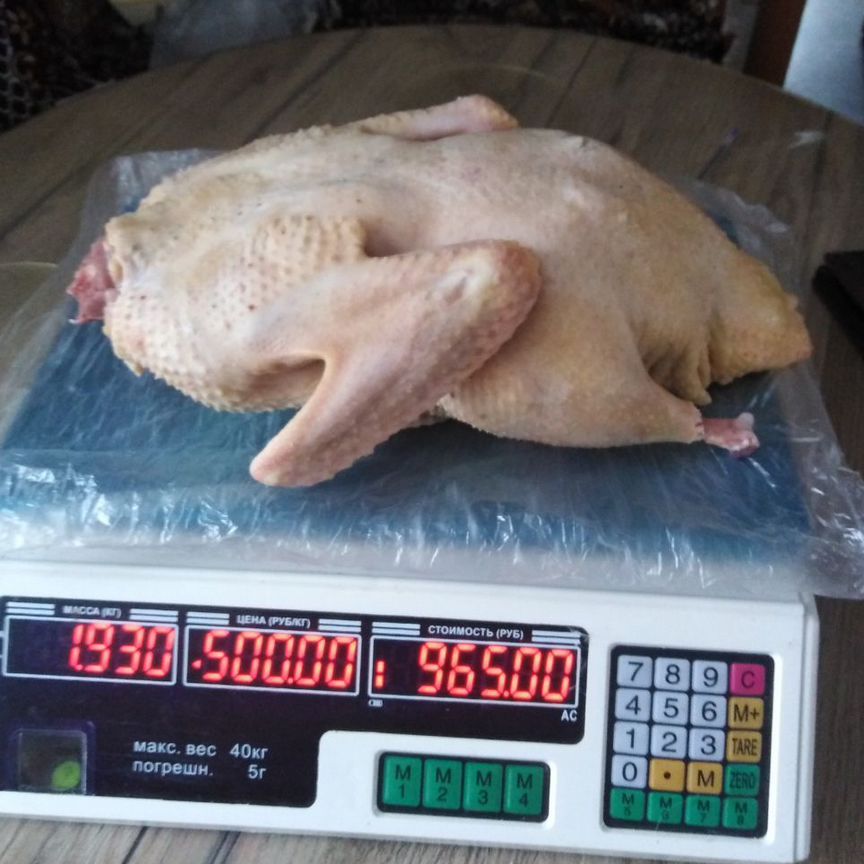 Домашняя птица