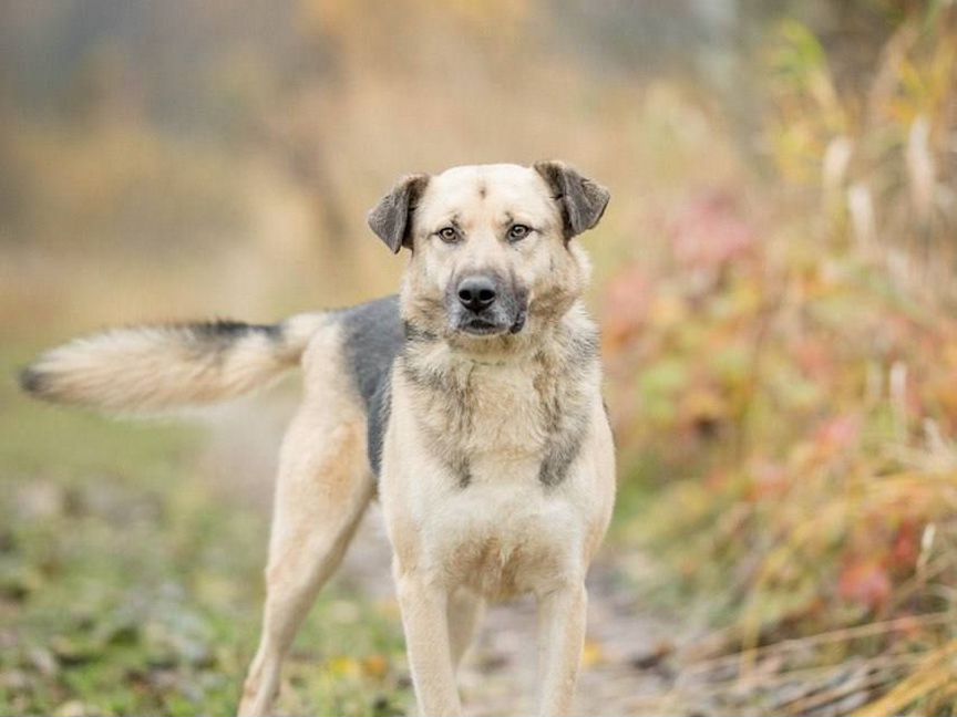 Красавец Пуфик в добрые руки