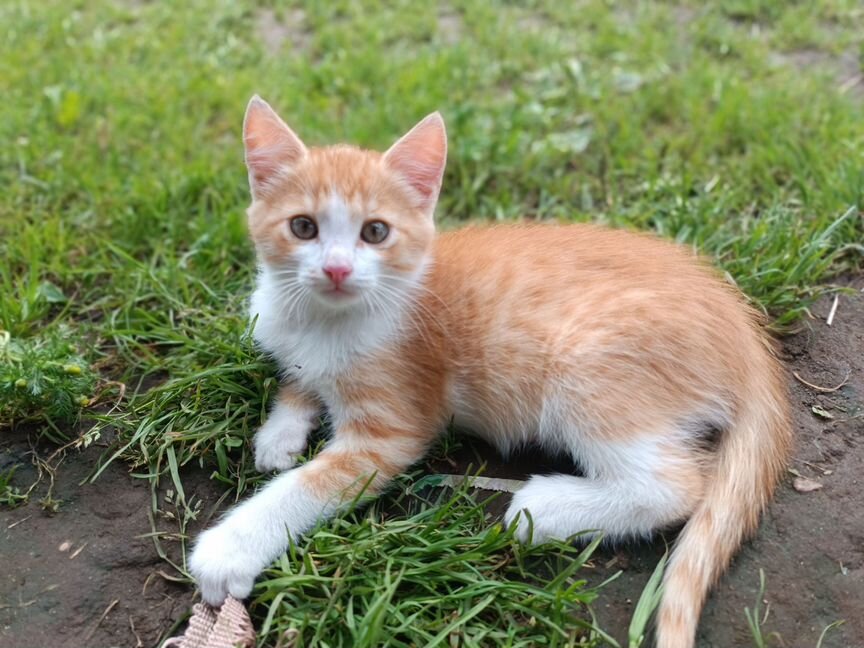 Рыжий котенок 1.5мес