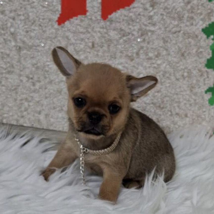 Чихуахуа, щенок