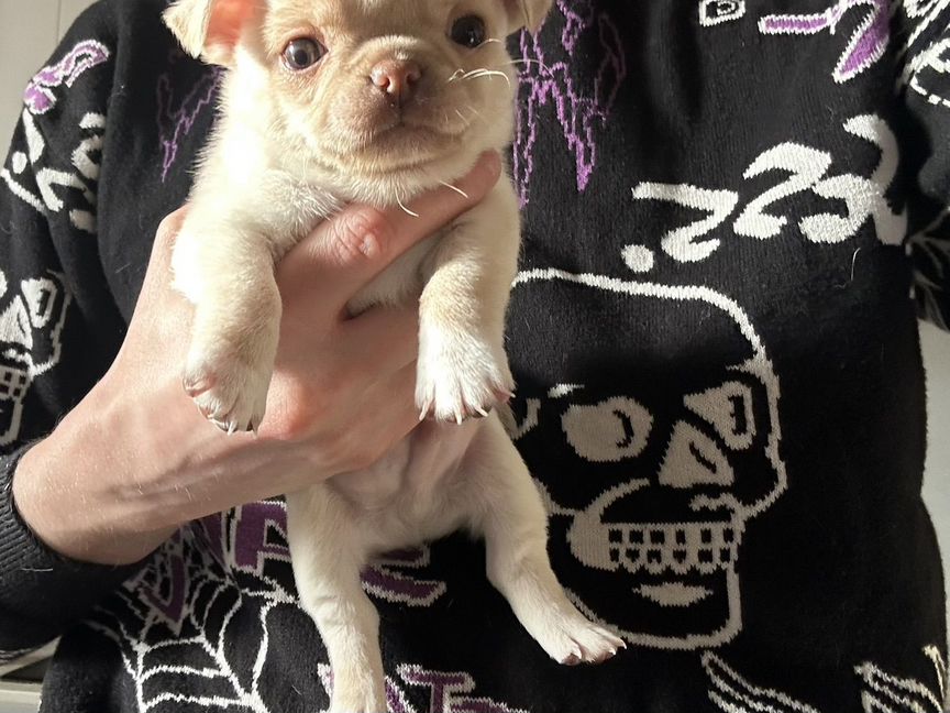 Щенки Чихуахуа