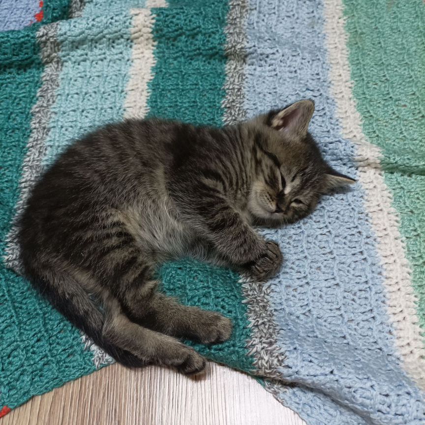 Котята в добрые руки бесплатно