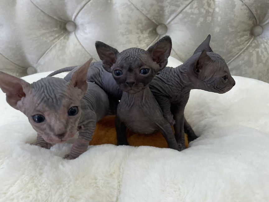 Донской сфинкс котята